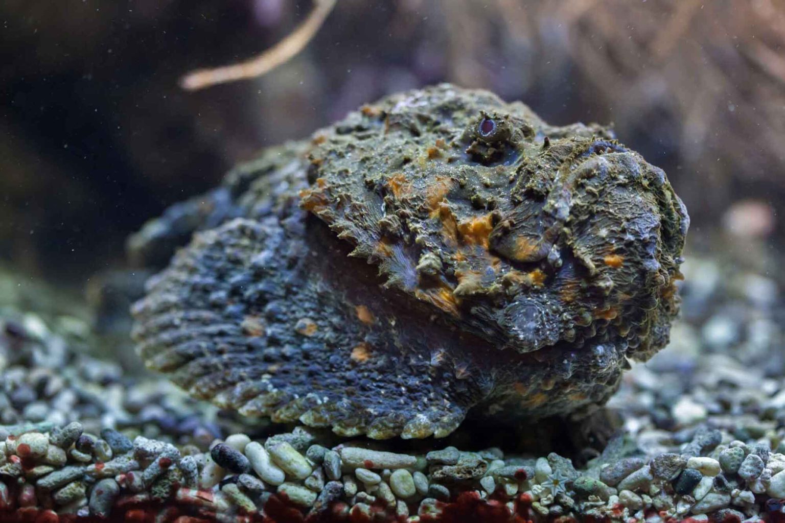 TOP 15 deep sea creatures that look like aliens: alien fish and more ...