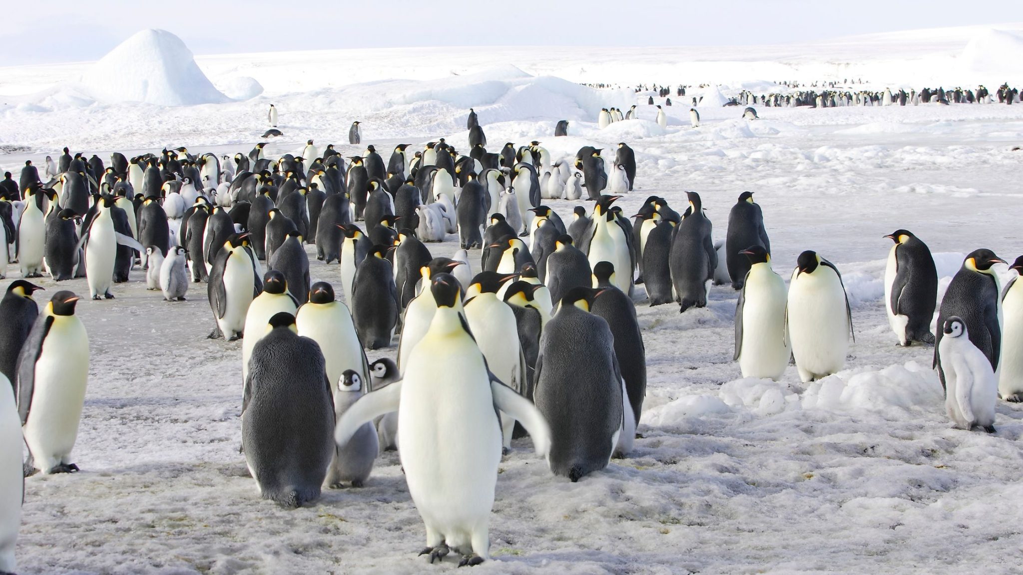Satellite Images Reveal Antarctica’s Emperor Penguins Could Be Nearly ...